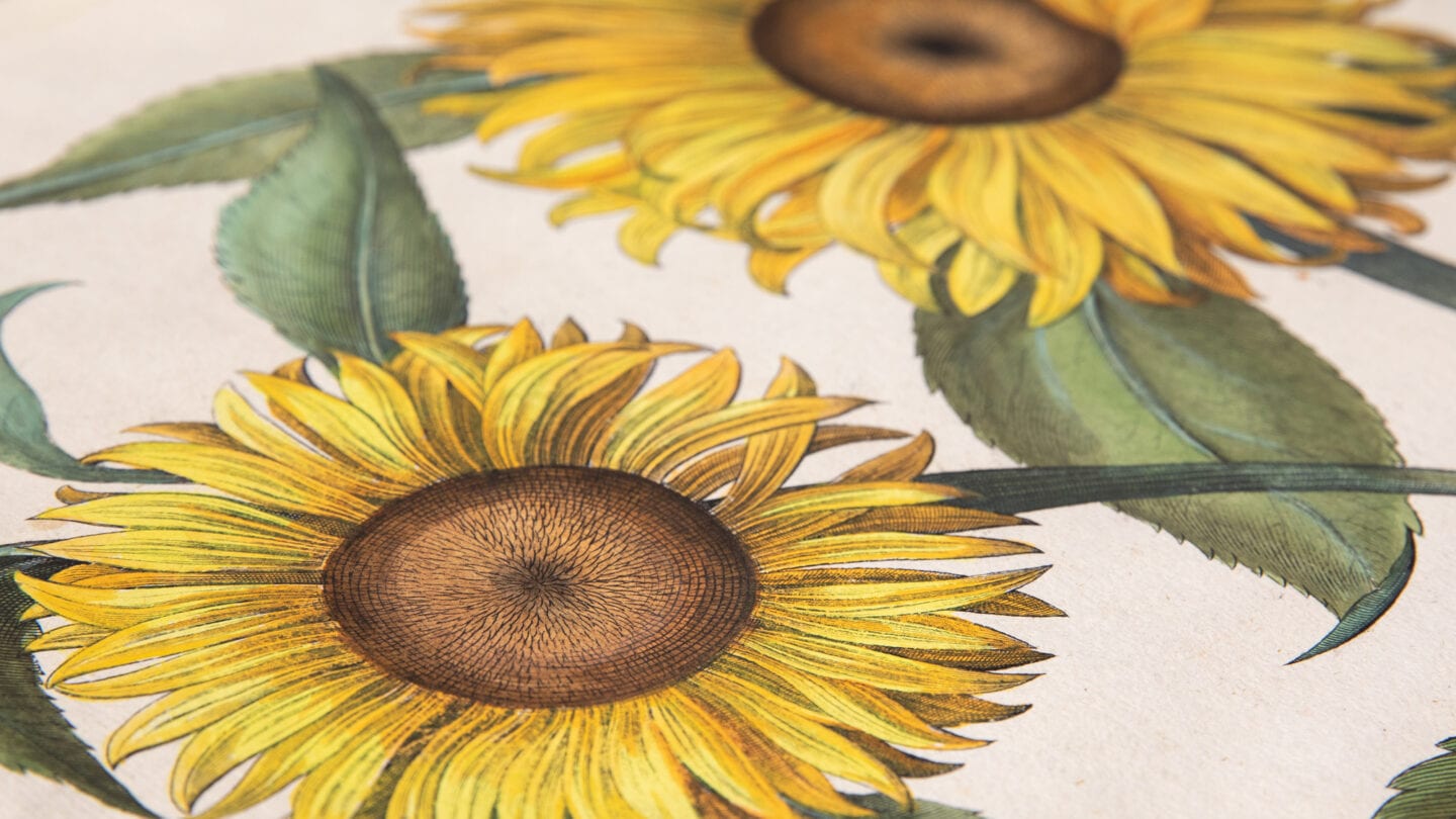 Sunflower Botanical Print | Cherokee Garden Library Collection ...