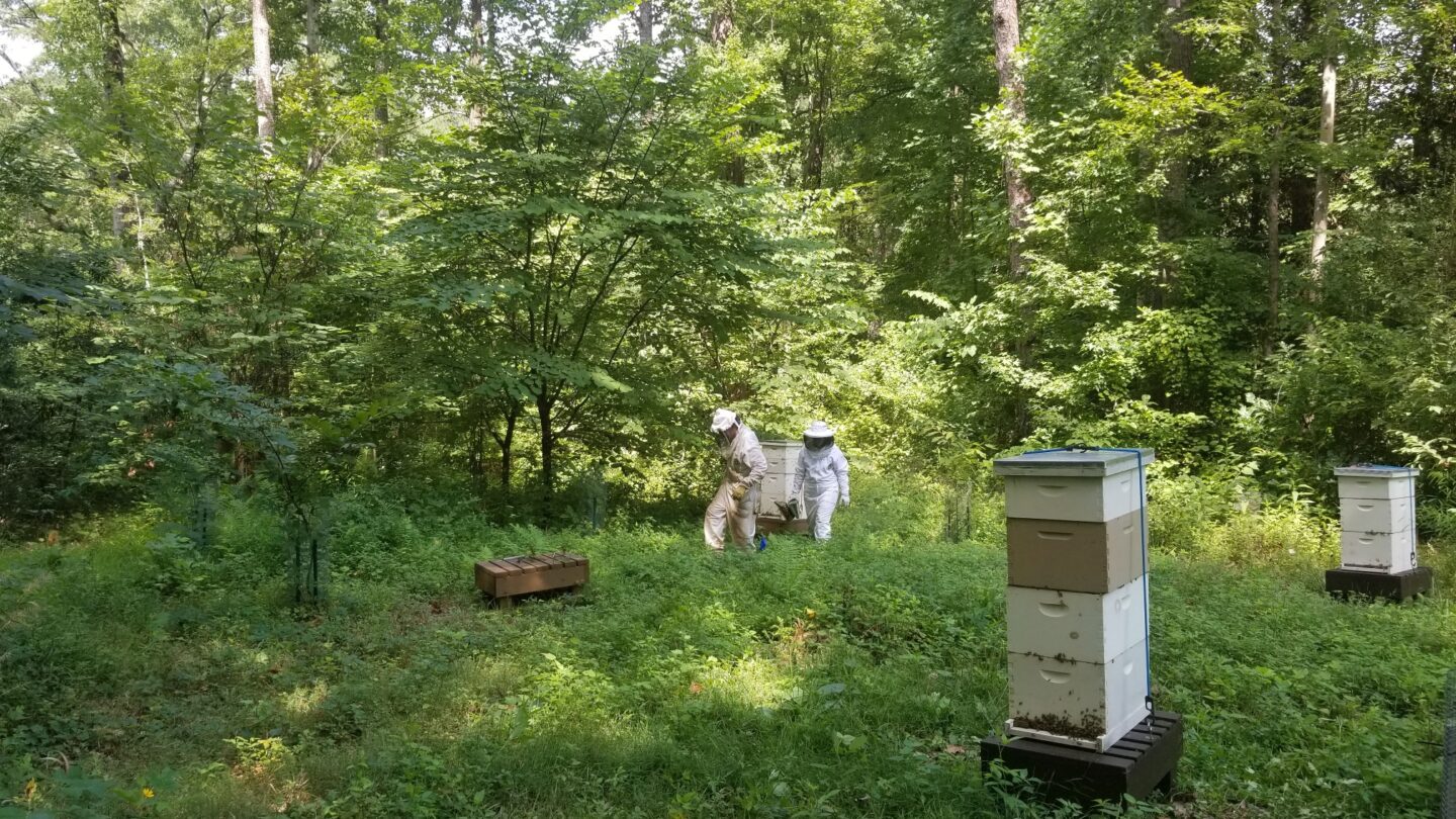Beekeeping in Summertime | Atlanta History Center