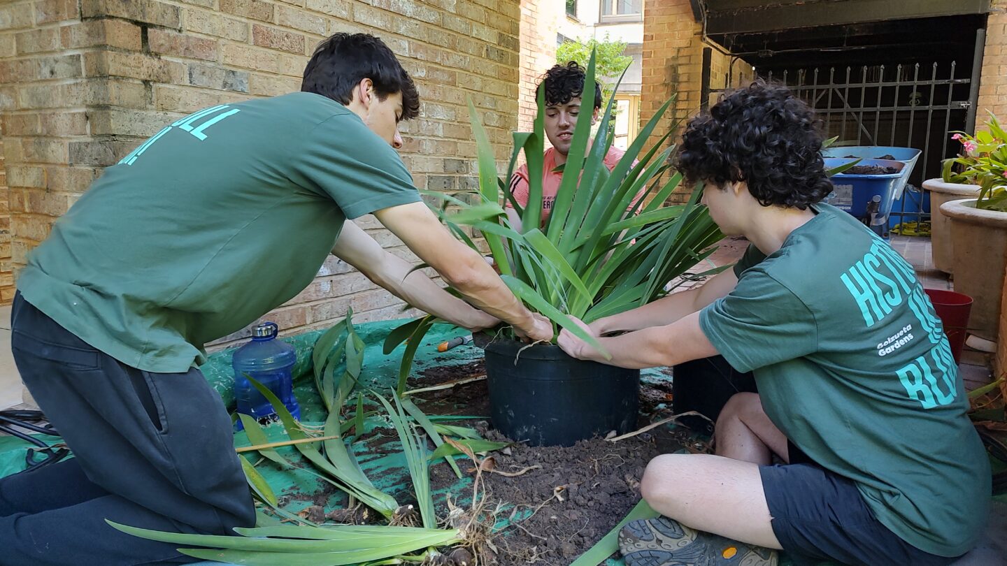 Dividing Iris | Atlanta History Center